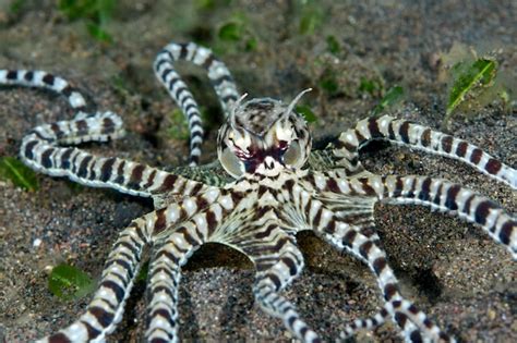 10 Mimicus Pictures