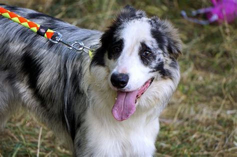 Fotos Gratis Césped Perro Amigo Border Collie Mascotas Hocico