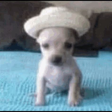 Cão Engraçado Com Chapéu Branco Fotos De Animales Raros