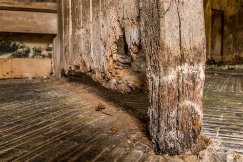 Wood Rot Vs Termite Damage How To Tell The Difference Home