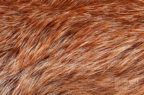 Fox Fur Texture Fur Fashion Chionáti Atelier Real Fox Fur Coats