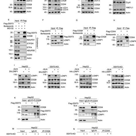 Schematic Depicting The Complex Iii Assembly Pathway Showing Known