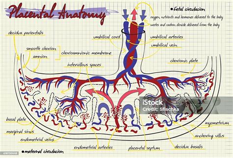 Simple Placenta Diagram