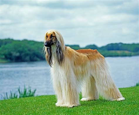 Smooth Afghan Hound