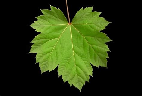 Attenuate Leaf Base Over 2 Royalty Free Licensable Stock Illustrations And Drawings Shutterstock