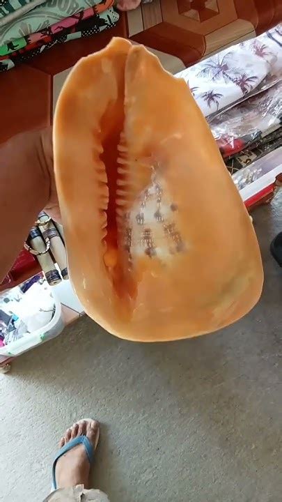 Budyong Beautiful Shellshortsviralshotsvideo Youtube