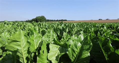Growing Beets In An Agricultural Field Stock Video Video Of Leaf Crop 260560267