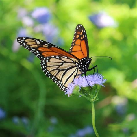 Texas Monarch Butterfly