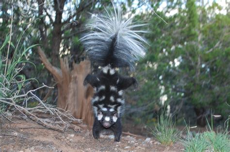 Skunks Habitat