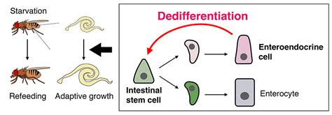 Nutrients Drive Cellular Reprogramming In The Intestine Asia Research