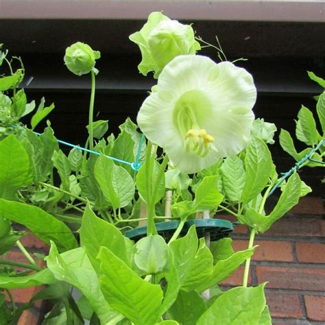 Cobea Alba 2 Seminte Seminte De Planta Perena Urcatoare Cu Flori Mari Albe Agrosem