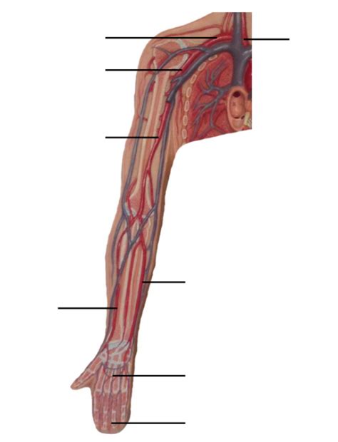 Bio 211 Ch 20 Arteries Lab Pt 12 Diagram Quizlet