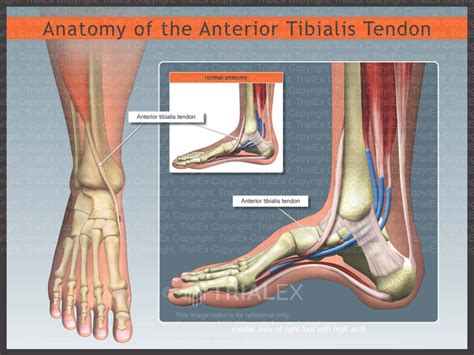 Anterior Tibialis Tendon Study Design