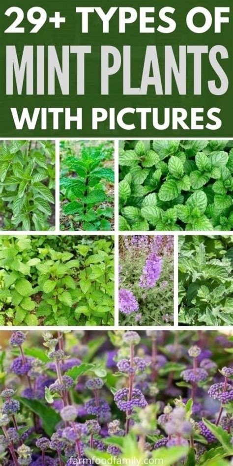 29 Different Types Of Mint Plants With Pictures Identification Guide