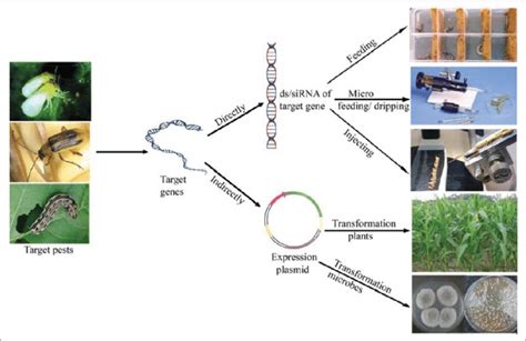 The Methods Of Rnai Insects Gene Download Scientific Diagram