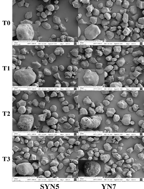 Morphology Of Starch Granules Under Different Temperature Regimes At