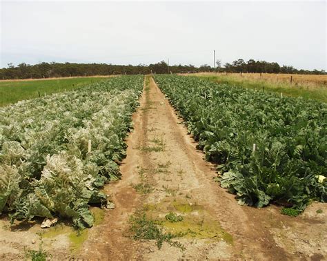 Field Trial For Diamondback Moth Management In Cabbage Randd Solutions