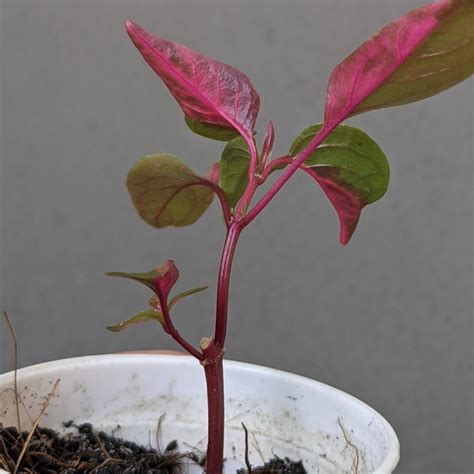 Alternanthera Ficoidea Party Time Plant Furniture And Home Living