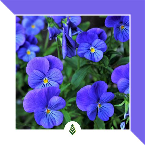 Romantiche Viole Garden Floridea