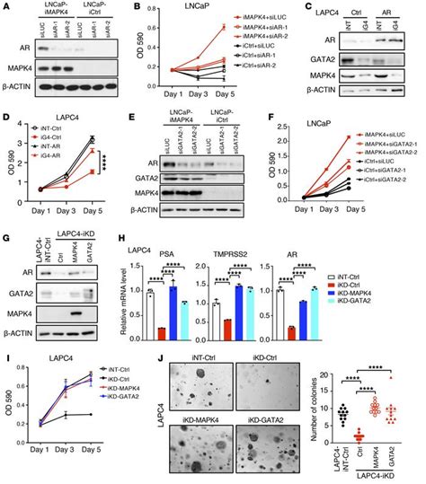 Jci Mapk4 Promotes Prostate Cancer By Concerted Activation Of