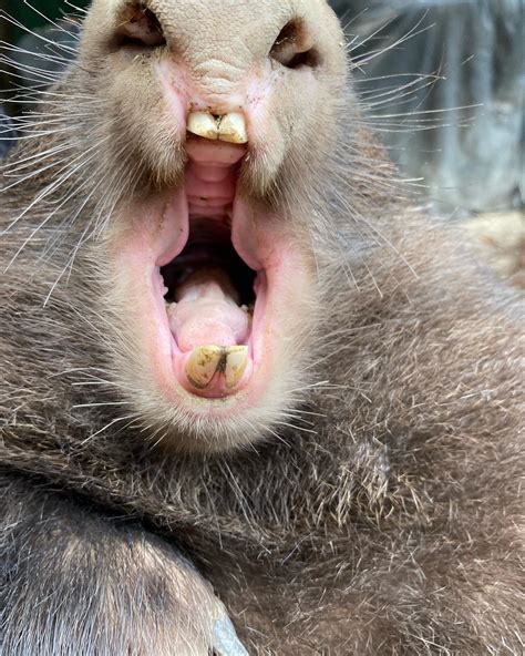 Dientes De Wombat