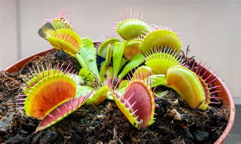 Venus Flytrap Seeds Grow Your Own Carnivorous Plant A Z Animals