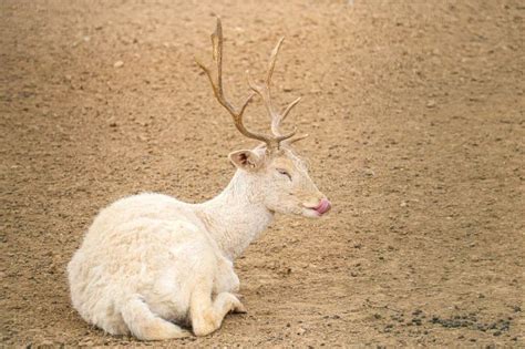 White Stag Narnia