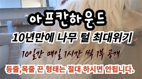 아프칸하운드 나무 10년 만에 털 관리 최대위기 극복 1부 목줄 등줄 끈 형태는 절대 하시면 안됩니다 아프칸하운드요 경고 Youtube
