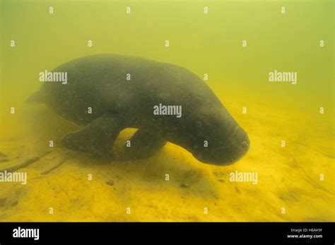 Amazonian Manatee Trichechus Inunguis Underwater In Tapajos River