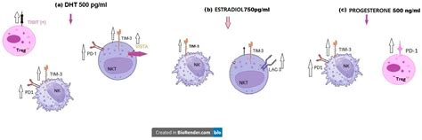 Sex Hormones Mediated Modulation Of Immune Checkpoints In Pregnancy And