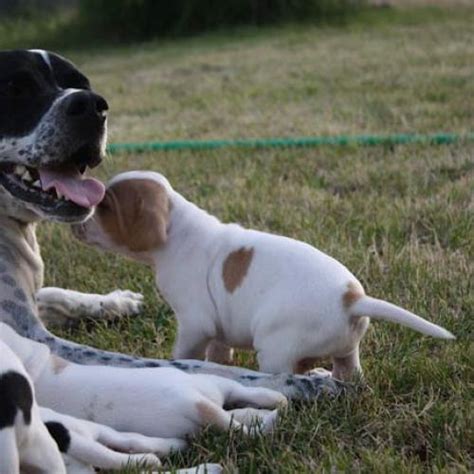 Élevage Pointer Anglais à Goyrans Uncompagnonfr