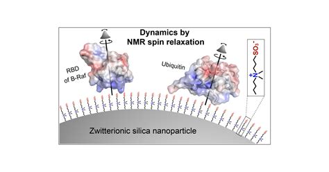 Dynamics Of Globular Proteins When Interacting With Zwitterionic Silica Nanoparticles By Nuclear
