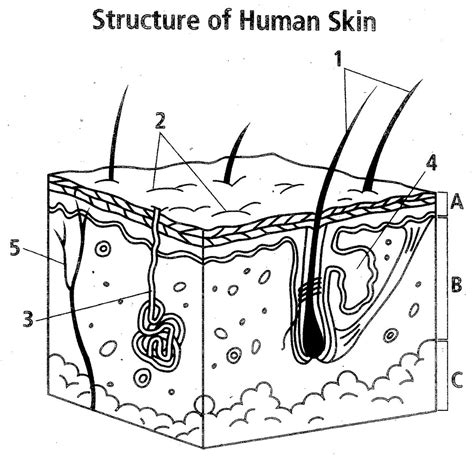 Human Skin Diagram Without Labels