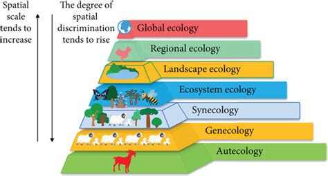 The Scale Relationship Of The Seven Levels Of Ecology Download