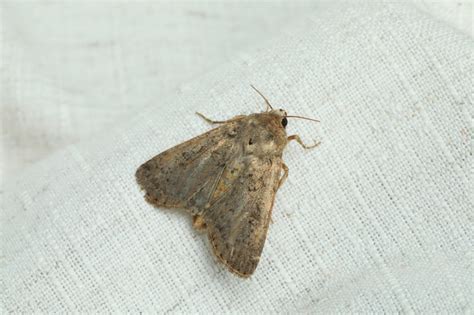 What Are Those Lottle Bitty Bugs That Look Like Moths
