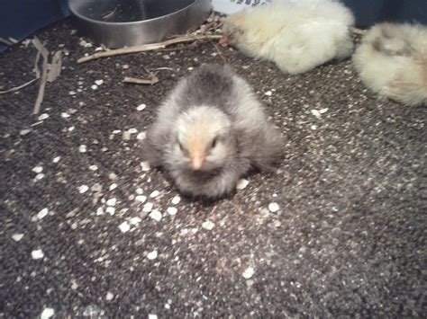 Buff Orp Easter Egger Chicks Backyard Chickens Learn How To Raise Chickens