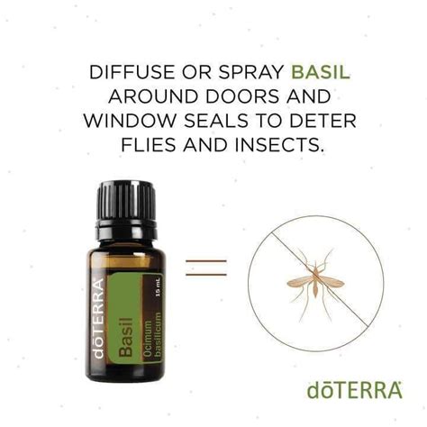 Diffuser Or Spray Basil Oil Around Doors And Window Seals To Deter