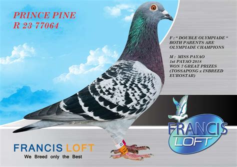 Prince Pine ขายแล้วครับ R 23 77064 ลูกของ Double Olympiade และ Miss Payao