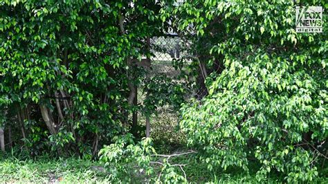 Photos Failed Trump Assassins Vantage Point Was No Secret Paparazzi Have Staked Out Tree