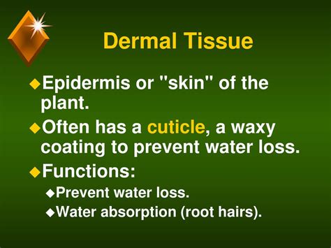 Chapter 35 Plant Structure Growth And Development Ppt Download
