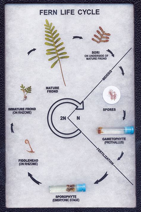 Fern Life Cycle Display
