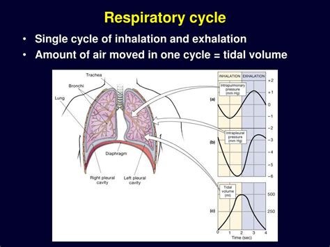 Respiratory Flow Cycle Morphology At June Blackwell Blog