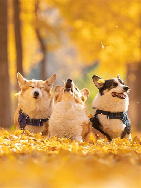 摄影 宠物写真 柯基日常 银杏叶 狗狗拍照