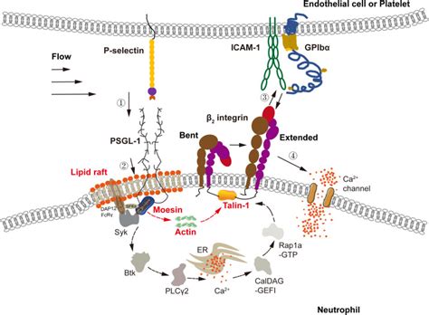 Spatiotemporal Characteristics Of P Selectin Induced β2 Integrin