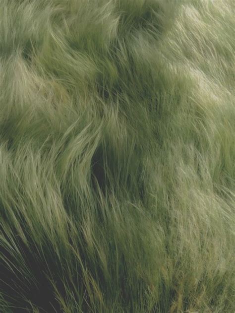 Green Aesthetic Grass Wallpaper