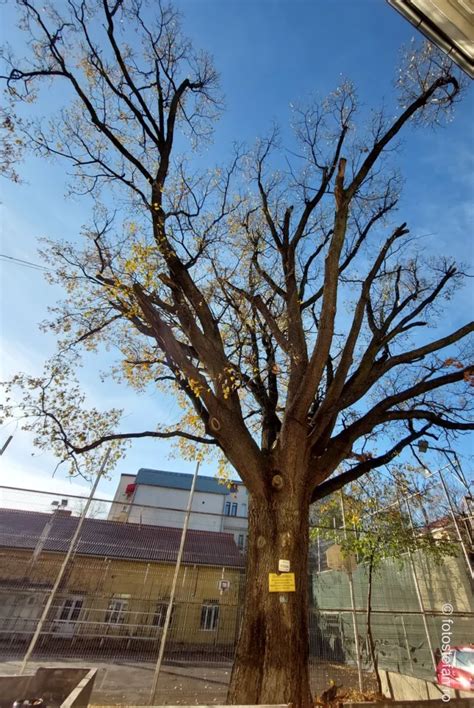 Stejarul Veronicai Micle Muza Lui Mihai Eminescu