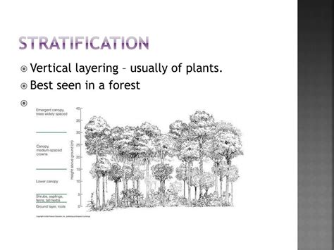 Ppt Stratification Powerpoint Presentation Free Download Id2061101