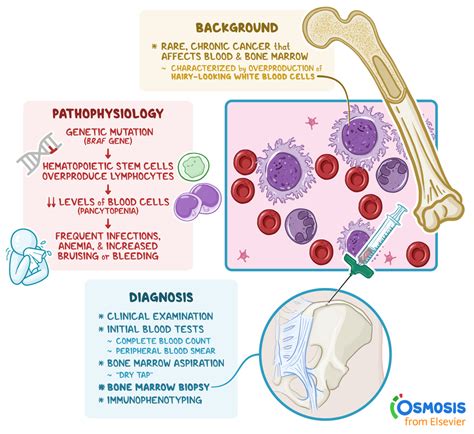 How Does Bone Marrow Help Leukemia