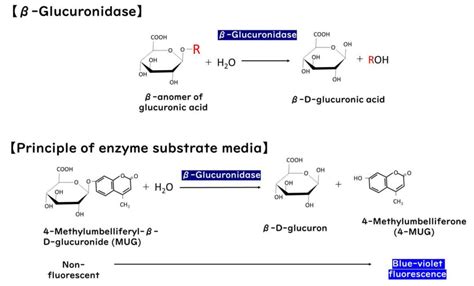 Are We Missing Something A Closer Look At Substrate Enzyme Media As Indicators In Microbial
