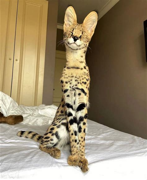 F1 Savannah Cat